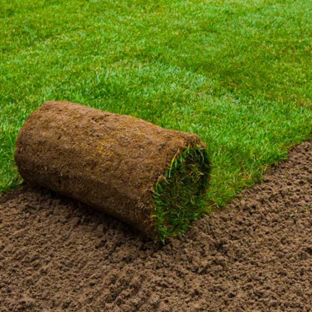 Dandy's Platinum Hardwearing Lawn Turf - Per 1m2 Roll